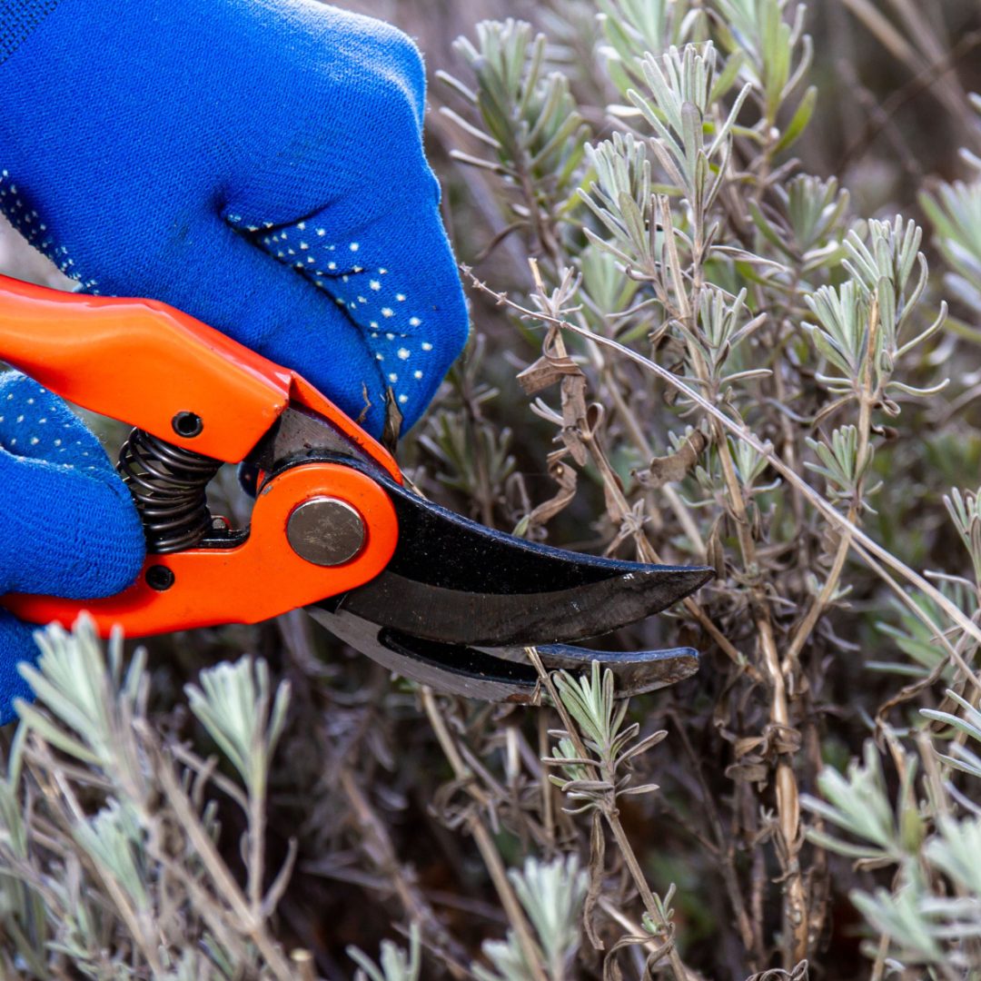 How To Prune Lavender In The Spring - And Get Bigger Blooms!