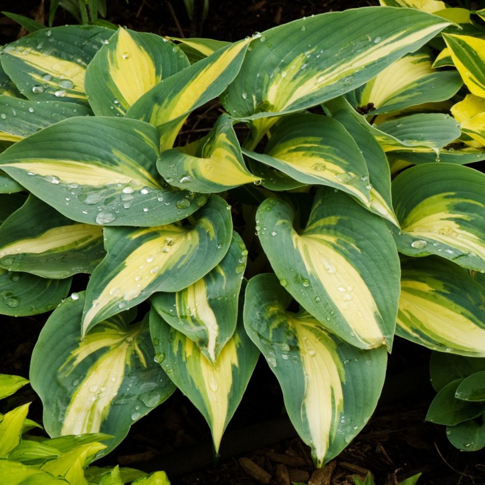 How To Split Overgrown Hostas In Spring - And Get Free Plants!
