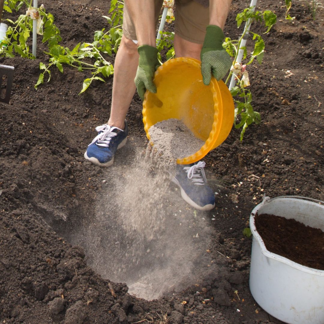 Planting Tomatoes With Wood Ashes - Get Your Plants To Thrive!