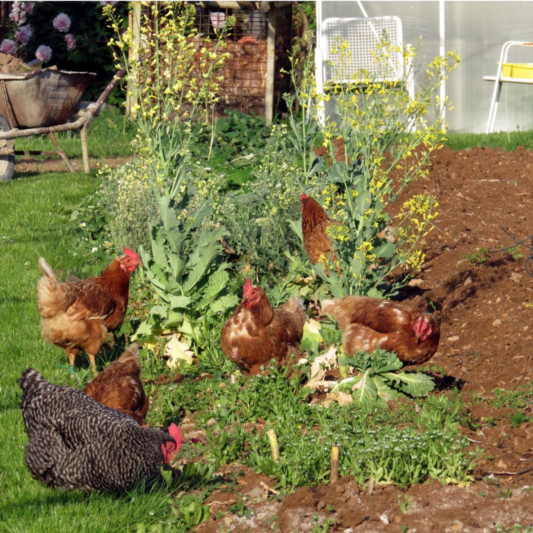 The Best Way To Use Chicken Manure To Safely Power A Garden