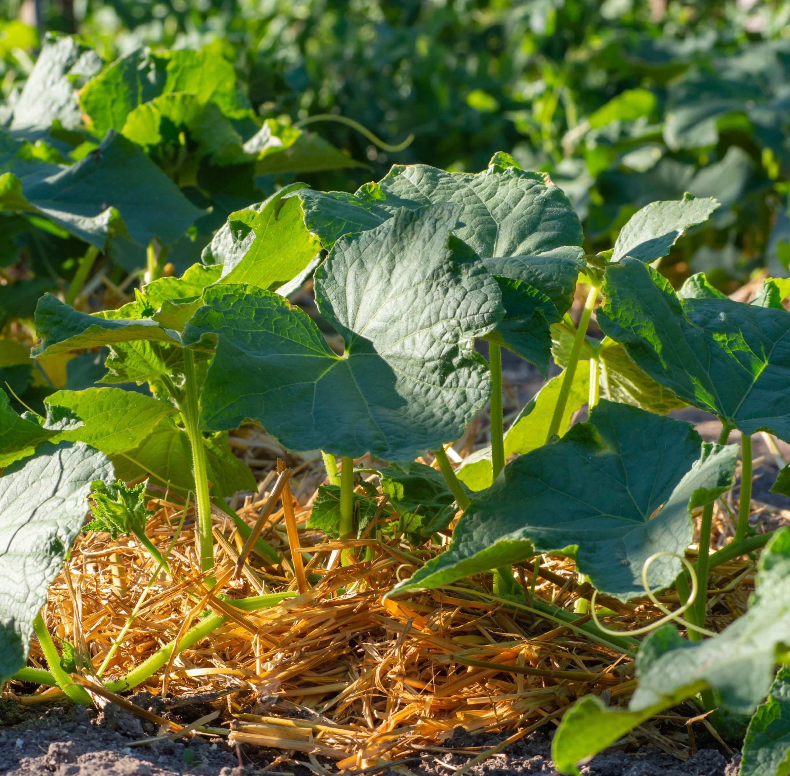 This Is My Garden - Garden Tips, Ideas And More!