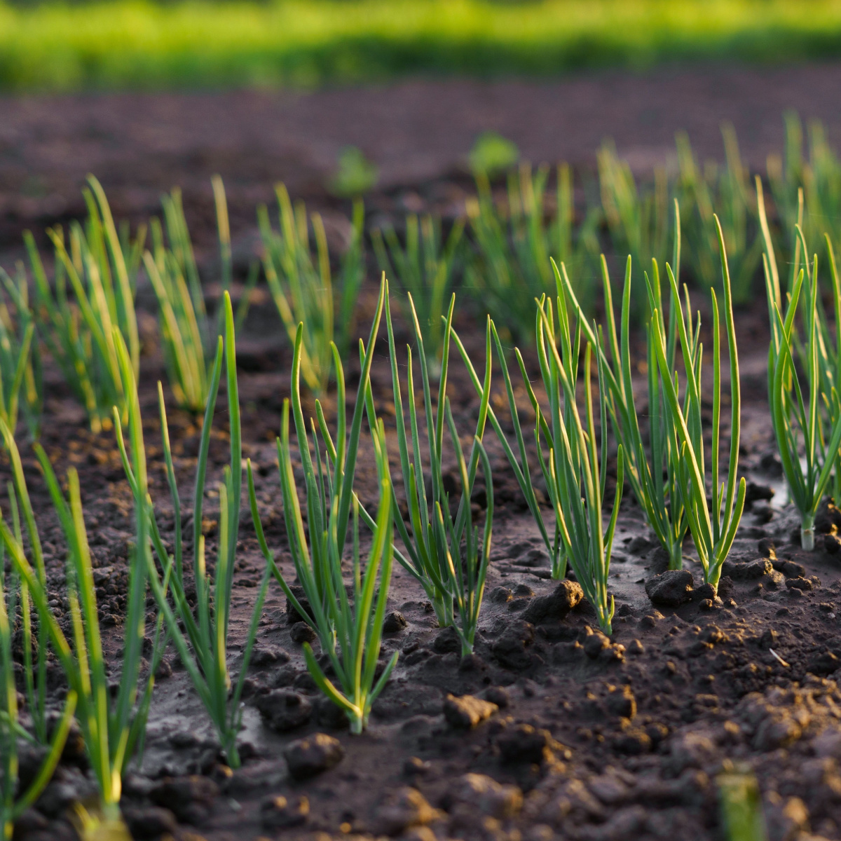 The Best Way To Plant Onions In The Spring - 2 Tips To Success!