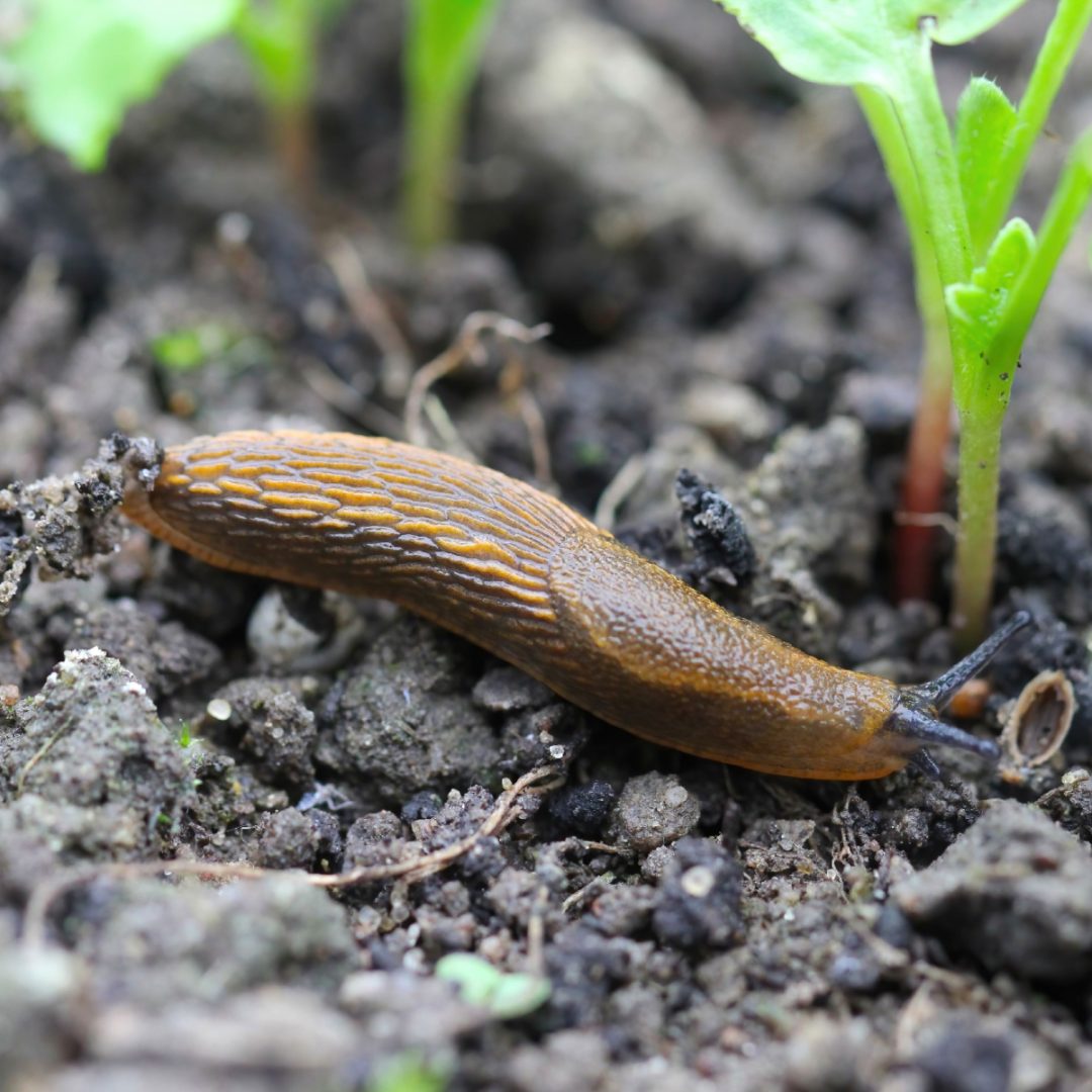How To Stop Slugs Fast - 5 Easy Ways To Protect Your Plants