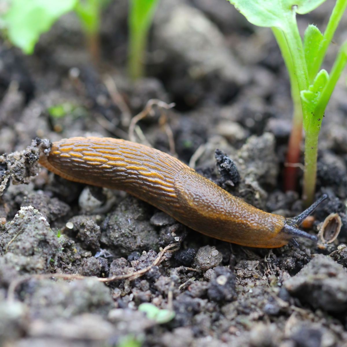 How To Stop Slugs Fast - 5 Easy Ways To Protect Your Plants