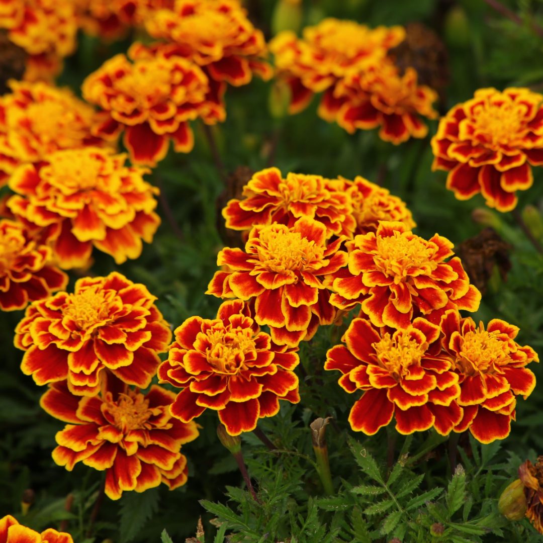 The Best Marigolds To Grow To Repel Pests And Attract Pollinators