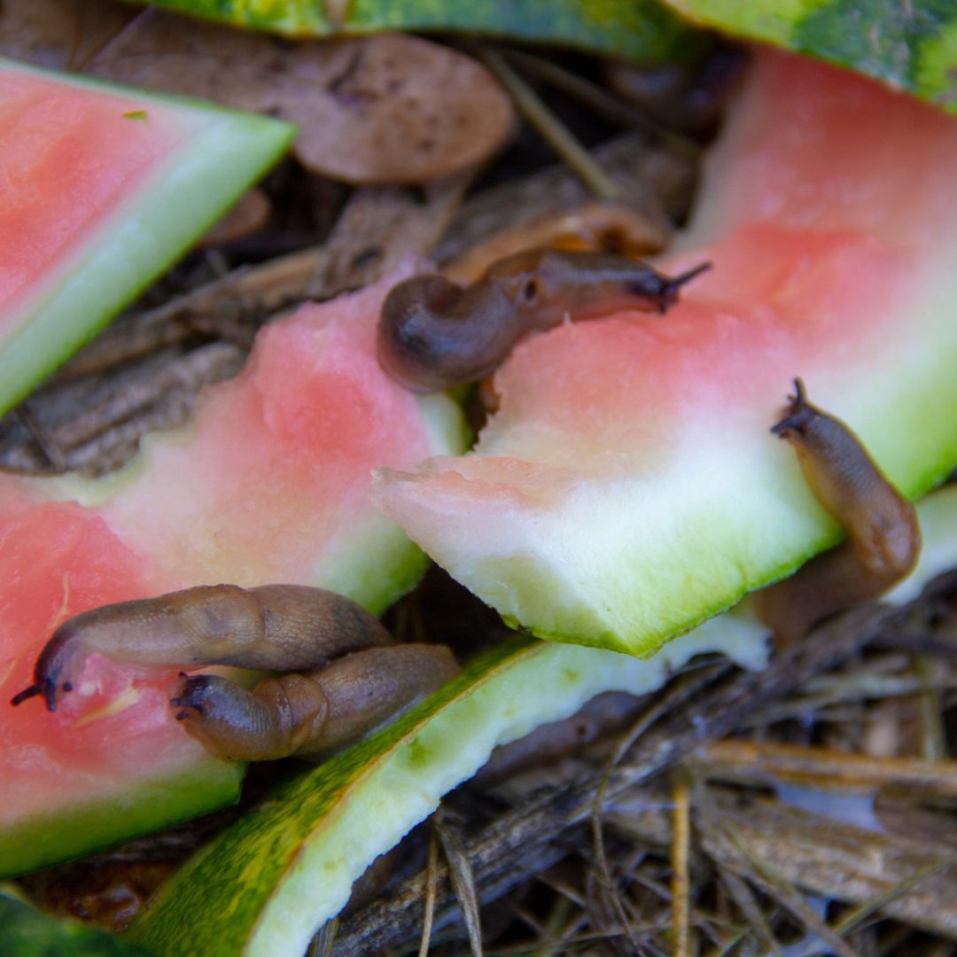 How To Stop Slugs Fast - 5 Easy Ways To Protect Your Plants