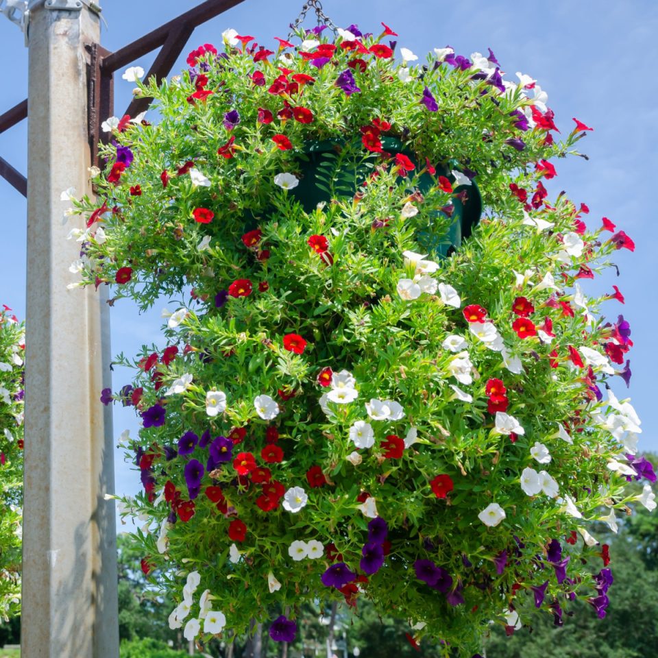The 6 Best Trailing Plants To Use In Containers & Hanging Baskets