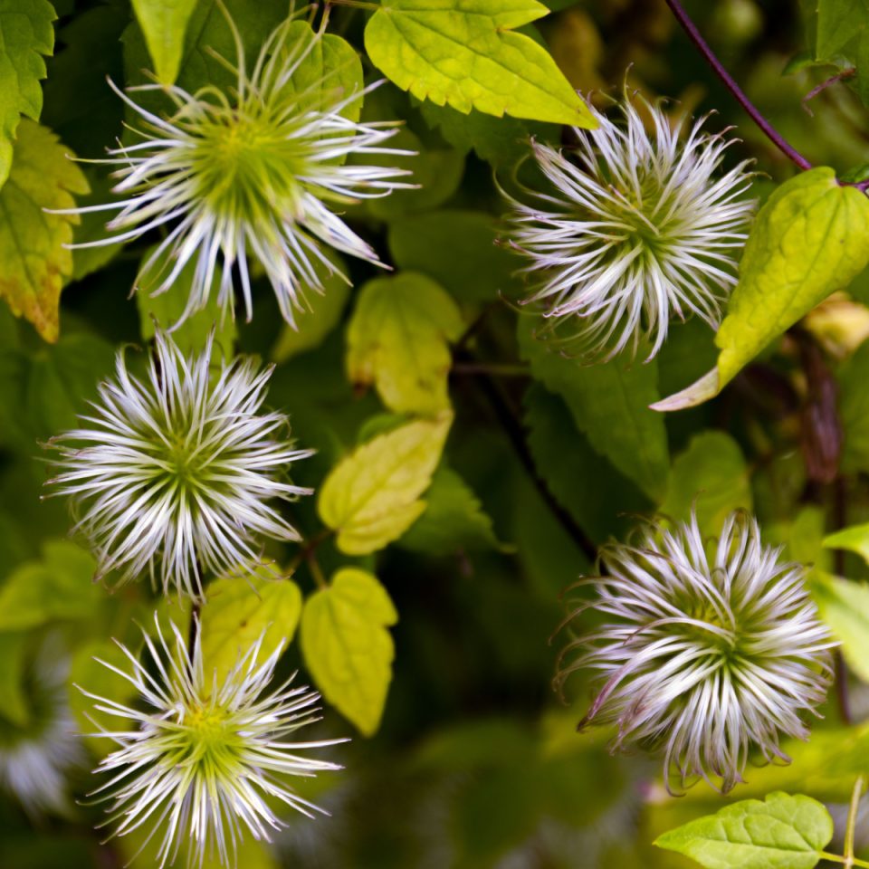 How To Get Your Clematis To Bloom Again This Summer!