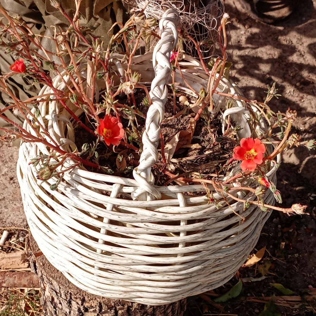 How To Water Containers And Hanging Baskets - With One Secret!