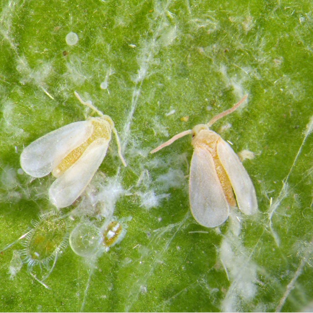 How To Get Rid Of Whiteflies On Tomato Plants - Fast & Easy!