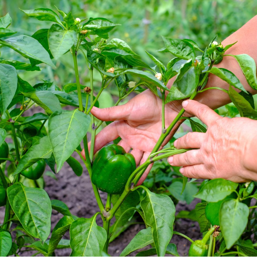 Why You Need To Prune Pepper Plants - And How To Do It!