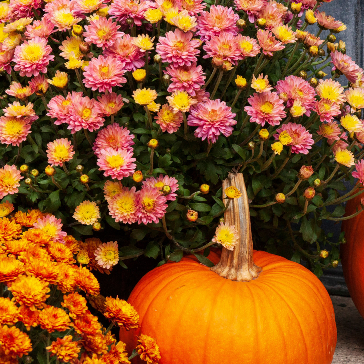 This Is My Garden - Garden Tips, Ideas And More!