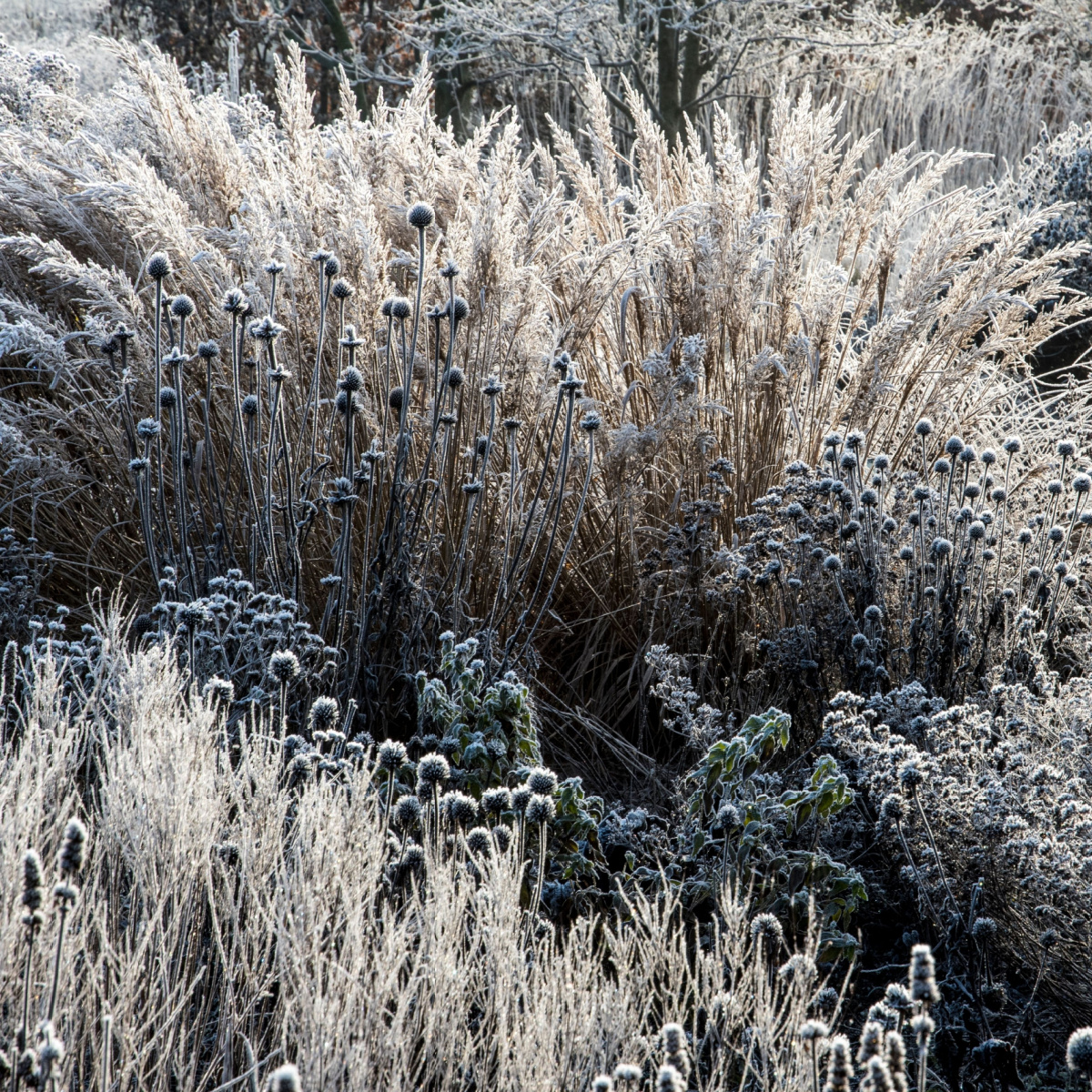 3 Great Reasons To Leave Ornamental Grasses Up All Winter Long
