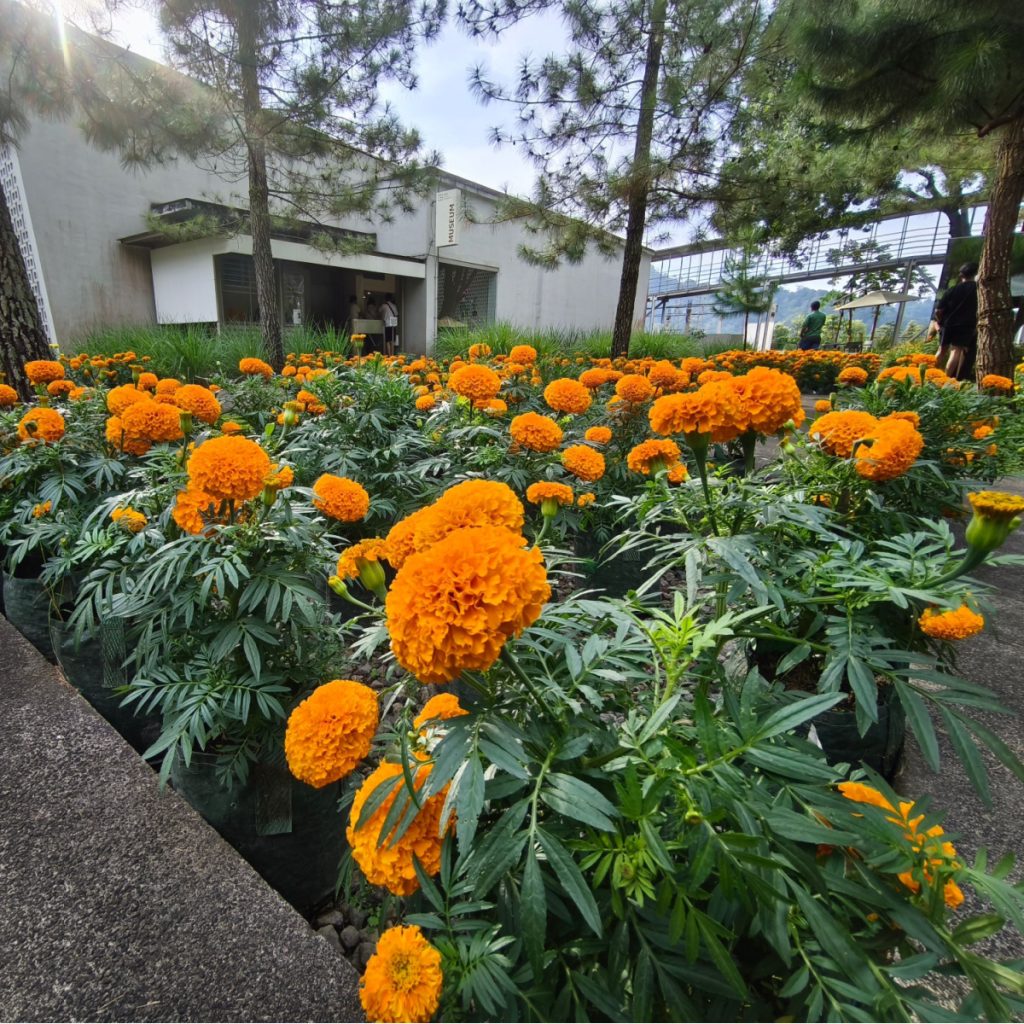 The 3 Best Marigolds To Plant In Your Flowerbeds & Garden