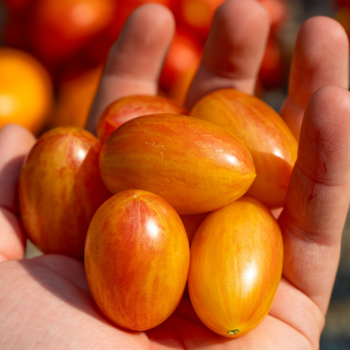 Growing The Blush Tiger Tomato - Our #1 Must Grow Tomato Pick!