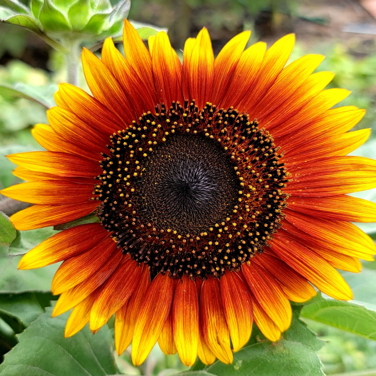 Planting Sunflowers – 7 Gorgeous Varieties To Grow This Year!