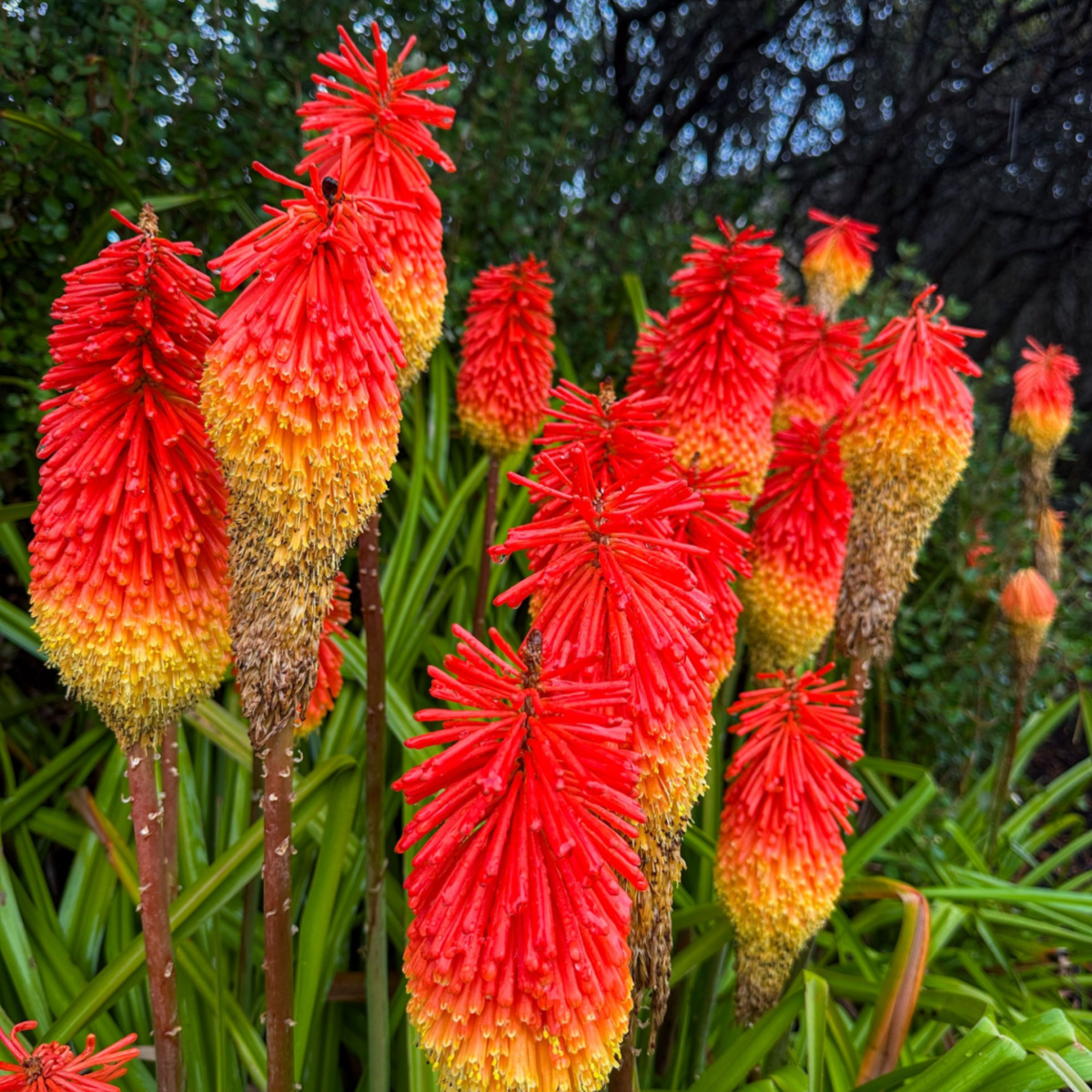 Torch Lily - The Stunning Perennial That Handles Sun & Drought!