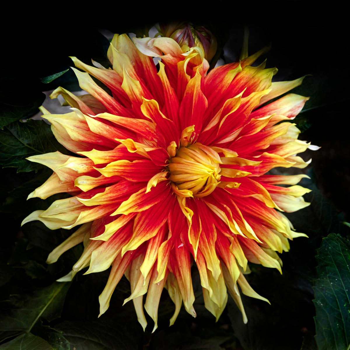 How To Plant Dahlias In The Spring For Big Blooms This Summer!