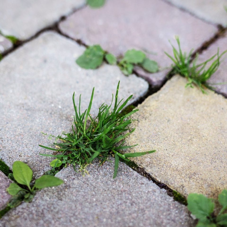 3 Ways To Kill Weeds In Driveways, Patios & Walkways - Naturally!