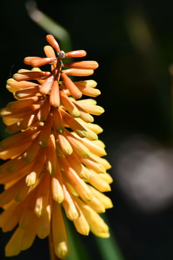 Torch Lily - The Stunning Perennial That Handles Sun & Drought!