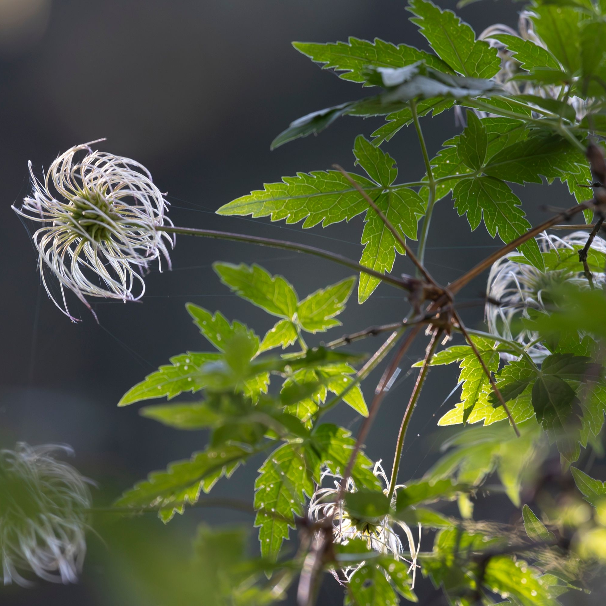How To Get Your Clematis To Bloom Again This Summer!