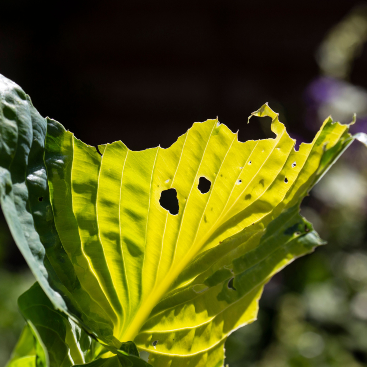 Summer Hosta Care - How To Keep Hostas Safe From Insects!